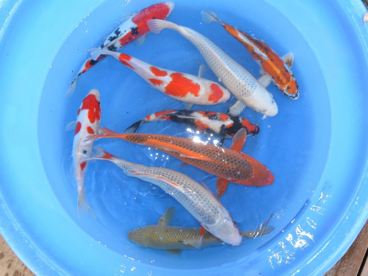 Koi Canada – KoiCanada